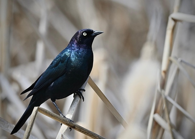 Brewers Blackbird Bird - Free photo on Pixabay - Pixabay