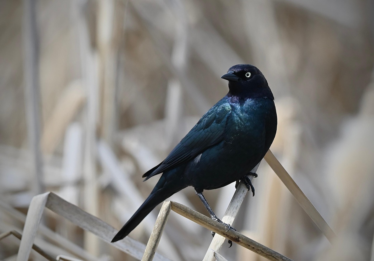Brewers Blackbird Bird - Free photo on Pixabay - Pixabay