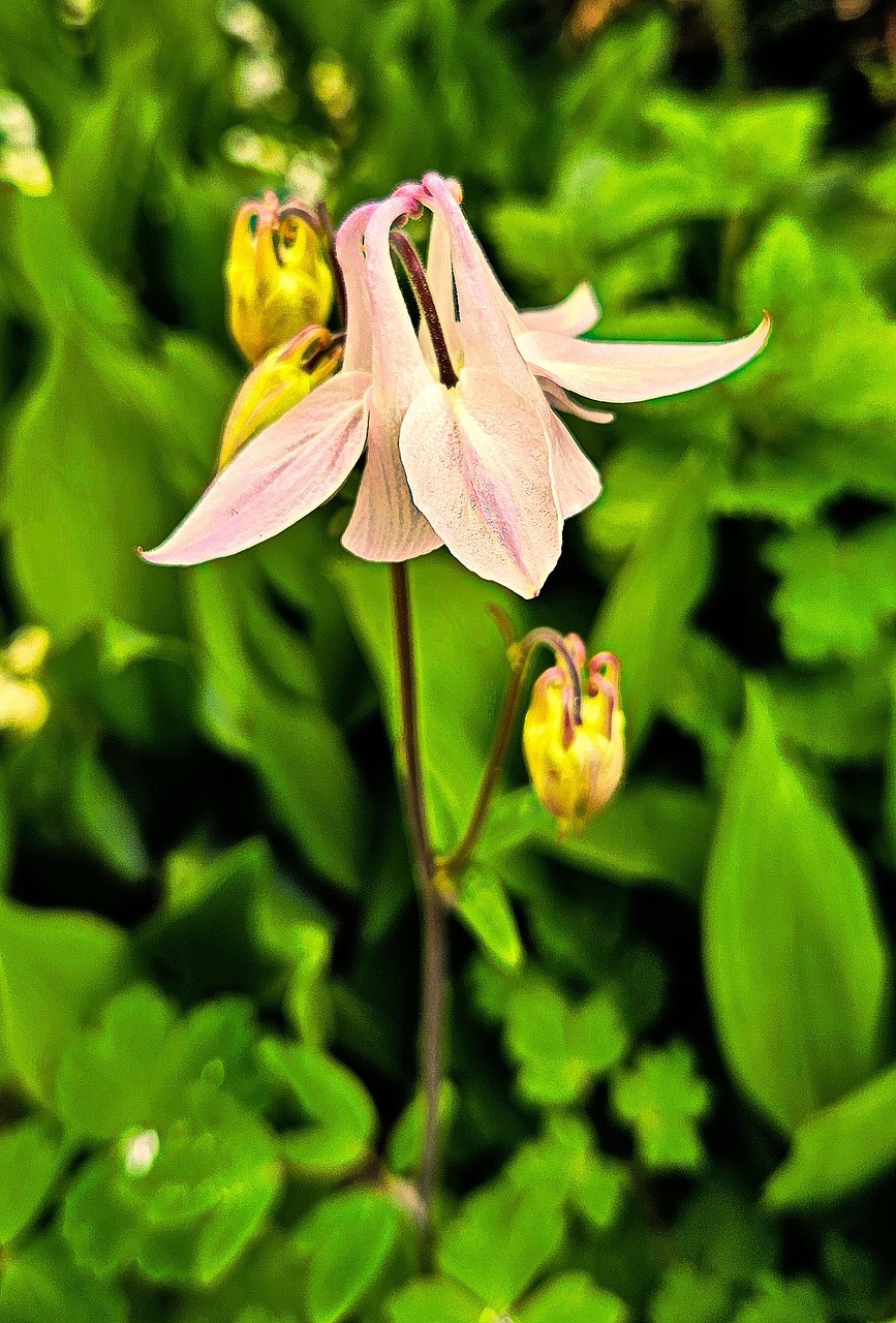 Columbia Nature Flower Wallpaper - Free photo on Pixabay - Pixabay