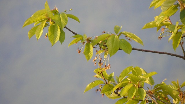 Branch Leaf Flower - Free photo on Pixabay