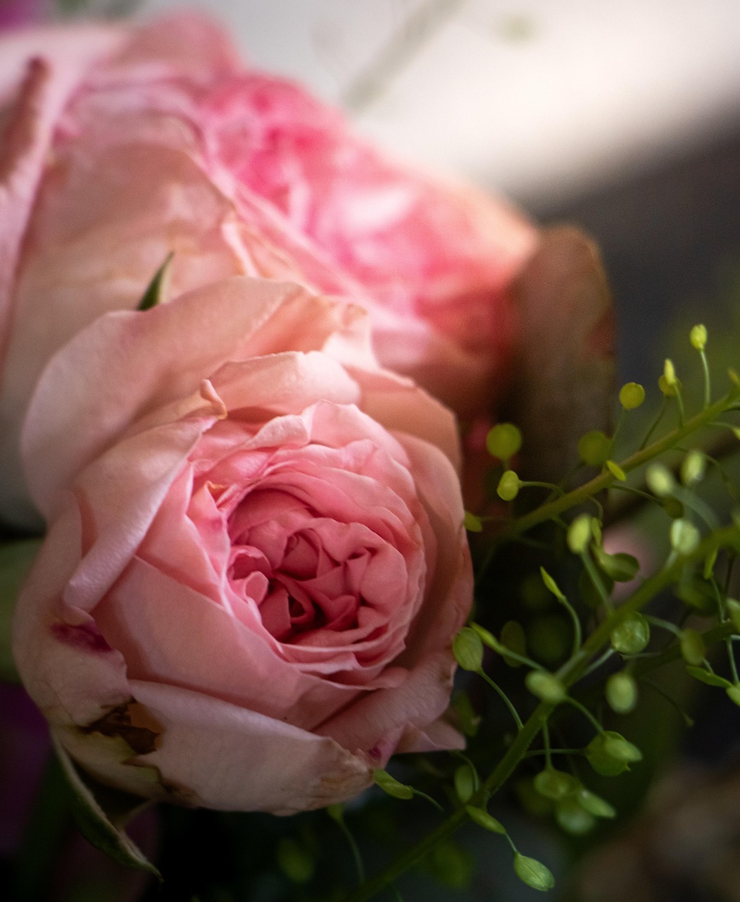 Rose Fleur La Nature - Photo gratuite sur Pixabay - Pixabay