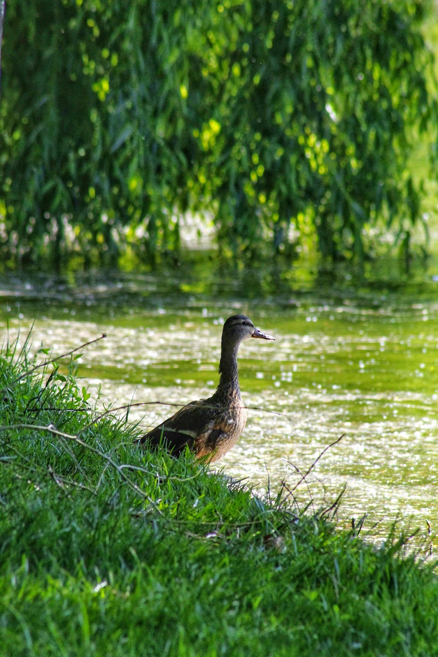 The Duck Beak - Free photo on Pixabay - Pixabay