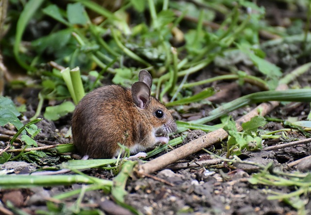 Animal Mammal Mouse - Free photo on Pixabay - Pixabay
