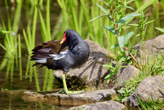 Green-Footed Moorhen Pond Rail - Free photo on Pixabay - Pixabay