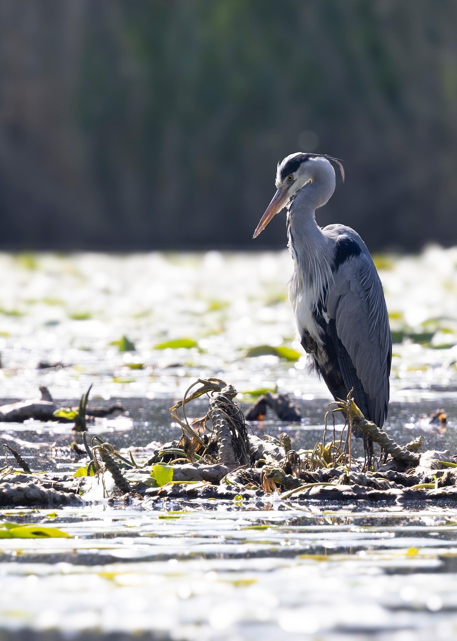 Lake Bird Nature - Free photo on Pixabay - Pixabay