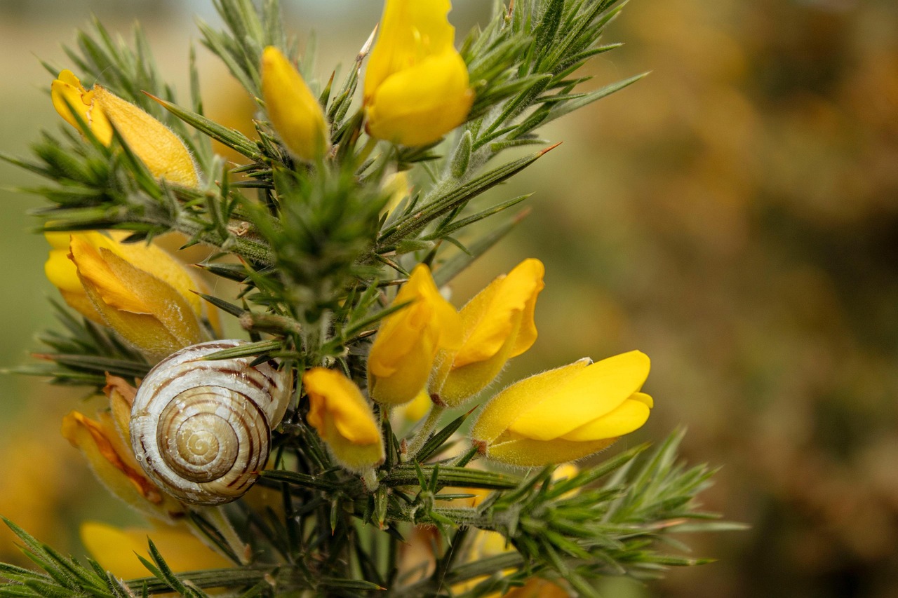 Bird'S Foot Trefoil Snail - Free photo on Pixabay - Pixabay