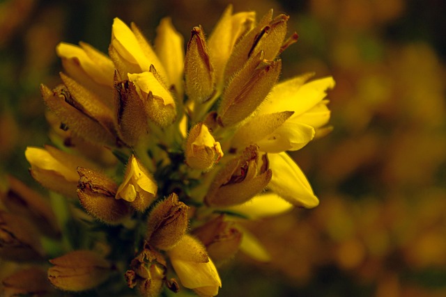Common Bird'S Foot Trefoil - Free photo on Pixabay - Pixabay