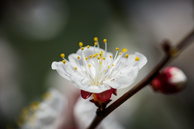 Flowers Petal Stamen - Free photo on Pixabay - Pixabay