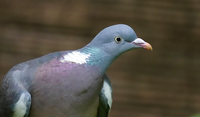 Ring Dove Columba Palumbus Bird - Free photo on Pixabay - Pixabay