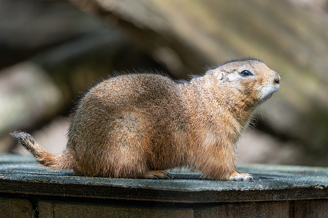 Prairie Dog Rodent Animal - Free photo on Pixabay