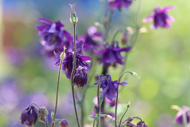 Columbia Flower Blossom - Free photo on Pixabay - Pixabay