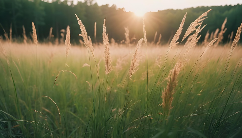 Wildes Gras Wald Sonnenuntergang - Kostenloses Bild auf Pixabay - Pixabay