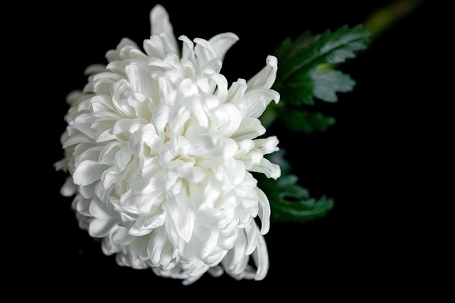 Bunga Krisan Morifolium - Foto gratis di Pixabay - Pixabay