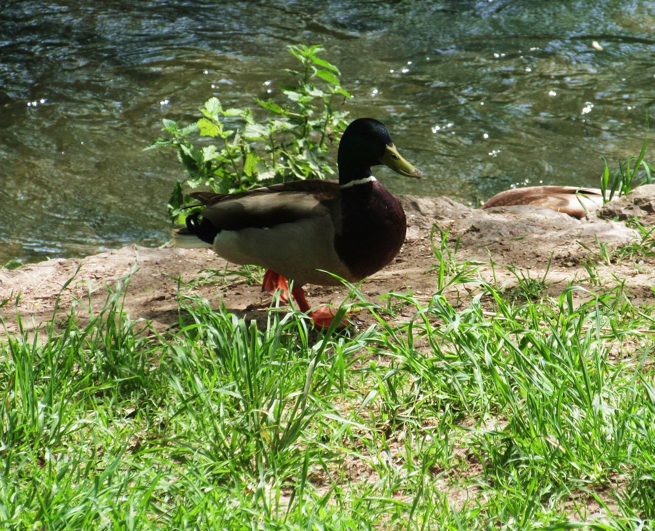 Patos Silvestres Arroyo Agua - Foto gratis en Pixabay