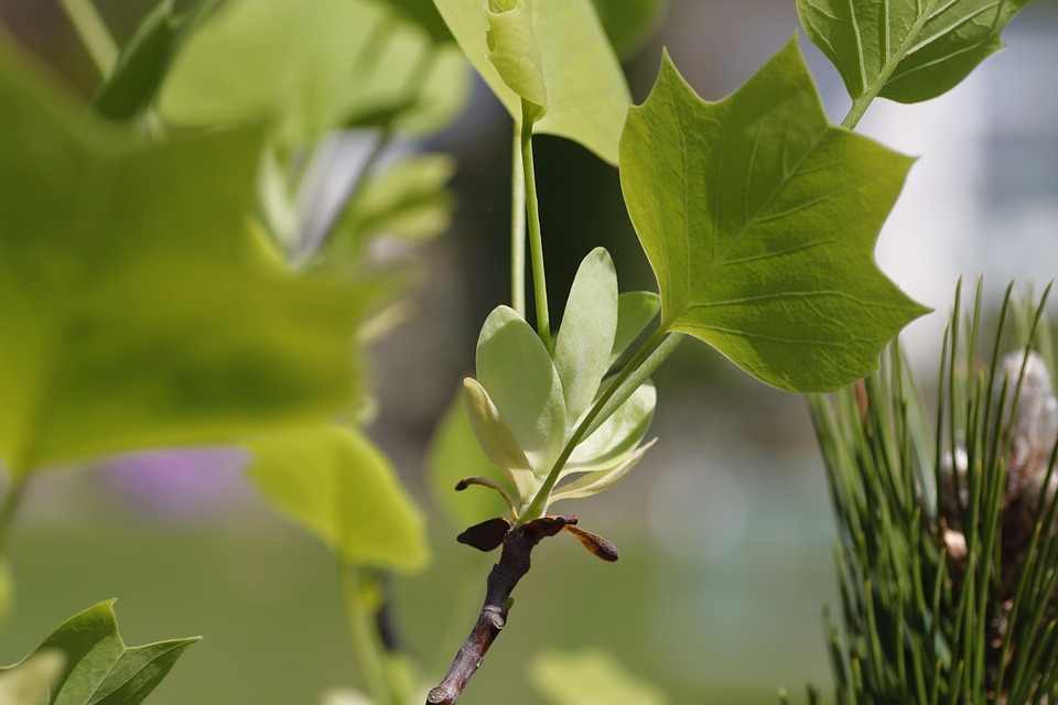 Nature Garden Tulip Tree - Free photo on Pixabay - Pixabay