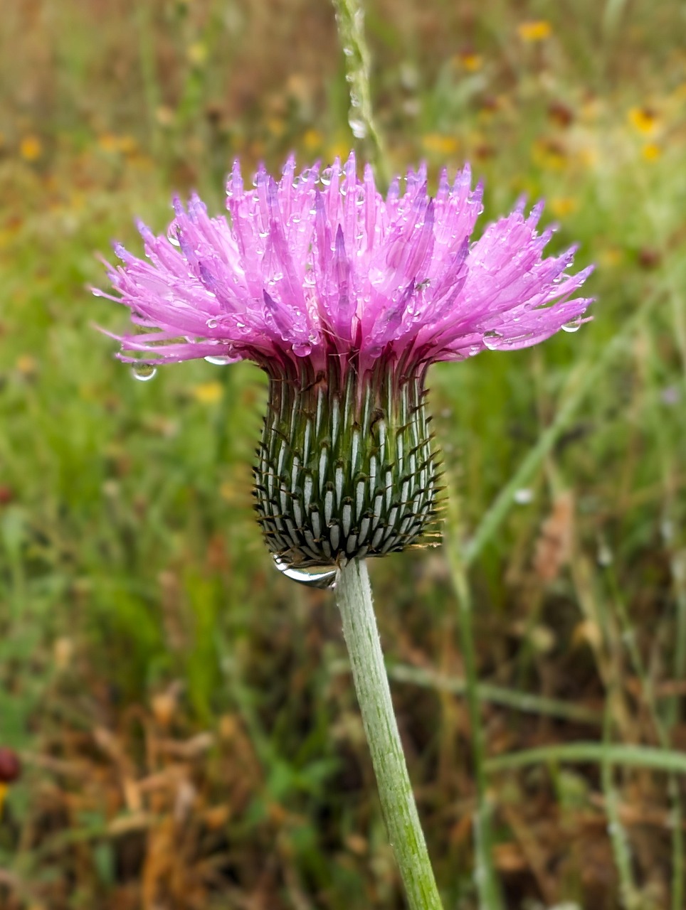 Flower Spring Dew - Free photo on Pixabay - Pixabay