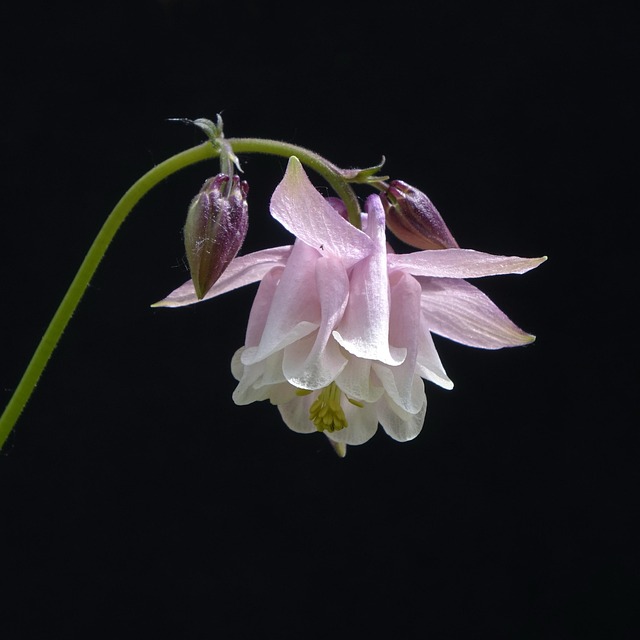 Columbia Nature Flower - Free photo on Pixabay - Pixabay