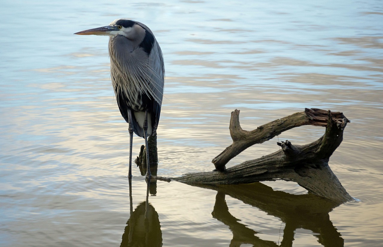 Bird Great Blue Heron Animal - Free photo on Pixabay