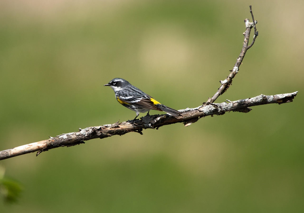 Yellow-Rumped Warbler Bird - Free photo on Pixabay - Pixabay