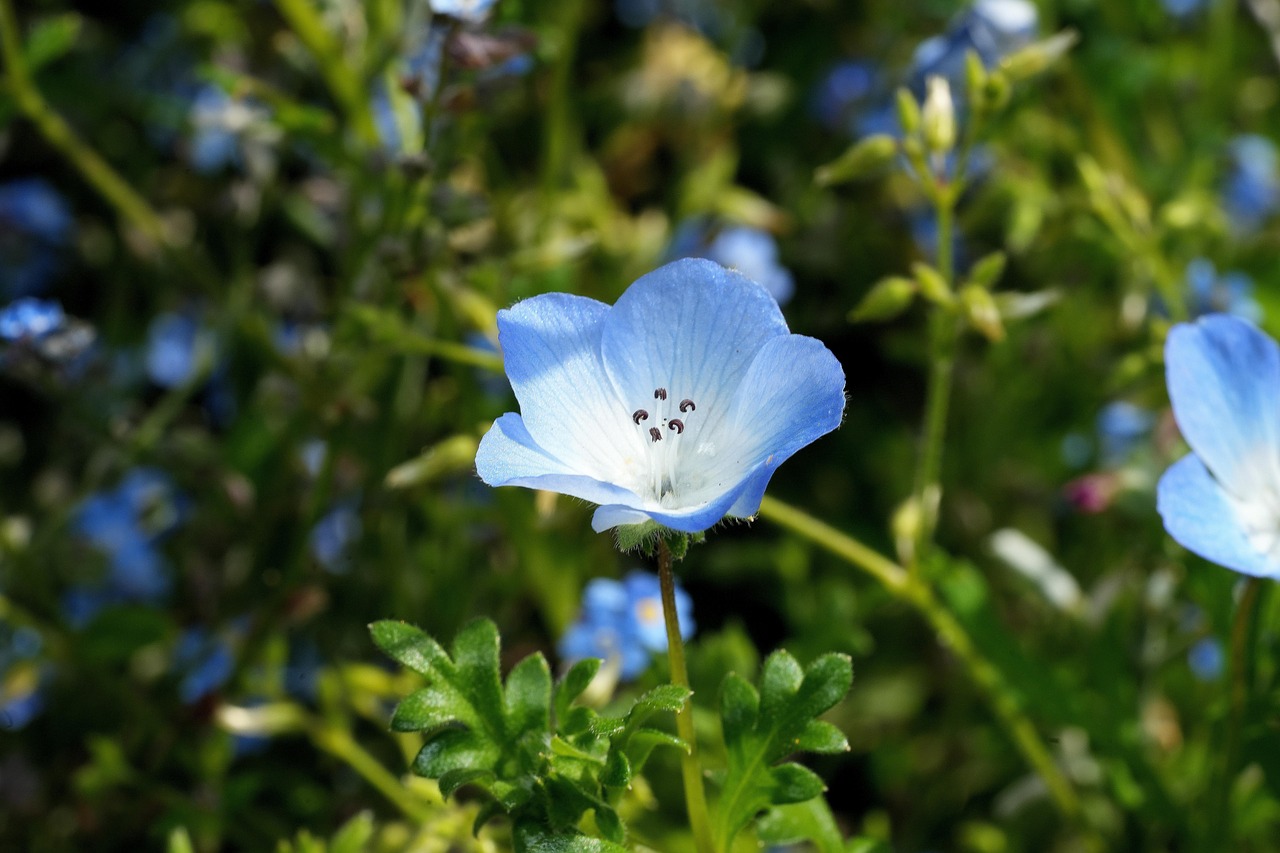 Mata Biru Bayi Bunga Musim Semi - Foto gratis di Pixabay