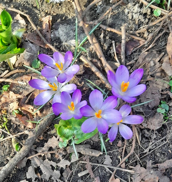 Crocus Fleurs Nature Le - Photo gratuite sur Pixabay - Pixabay