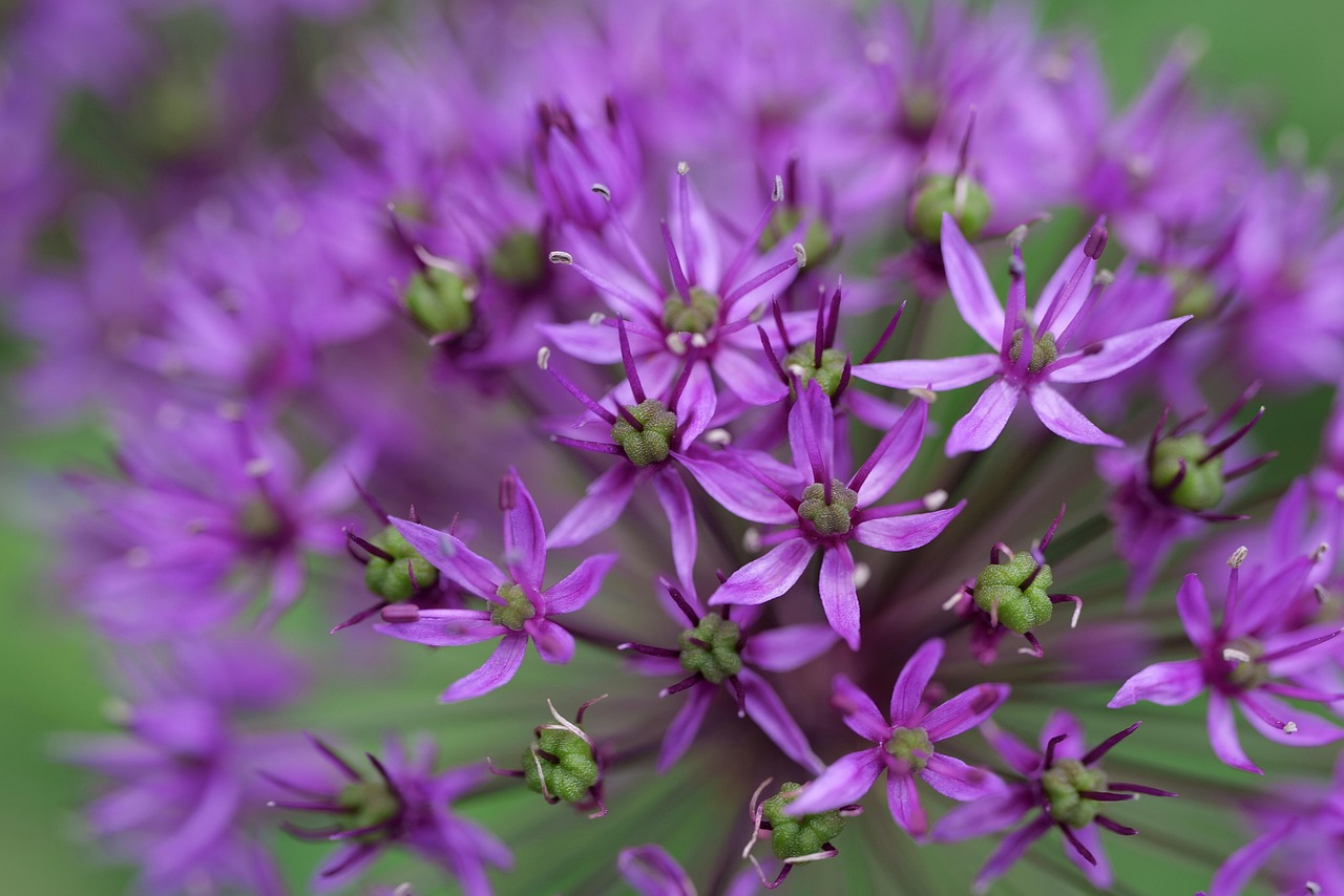 100+ Free Scallion & Nature Images - Pixabay
