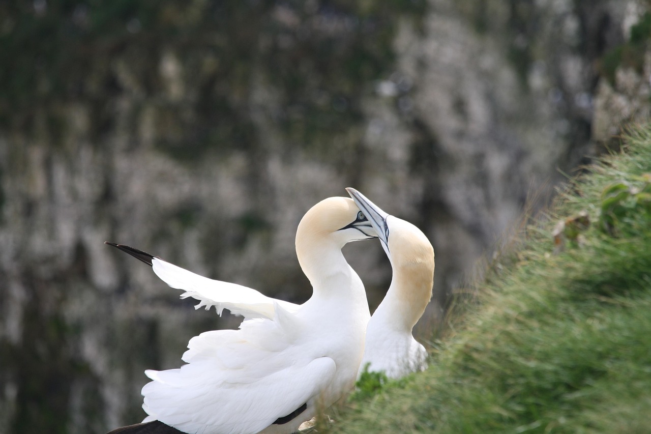 Gannet Burung Laut Yorkshire - Foto gratis di Pixabay