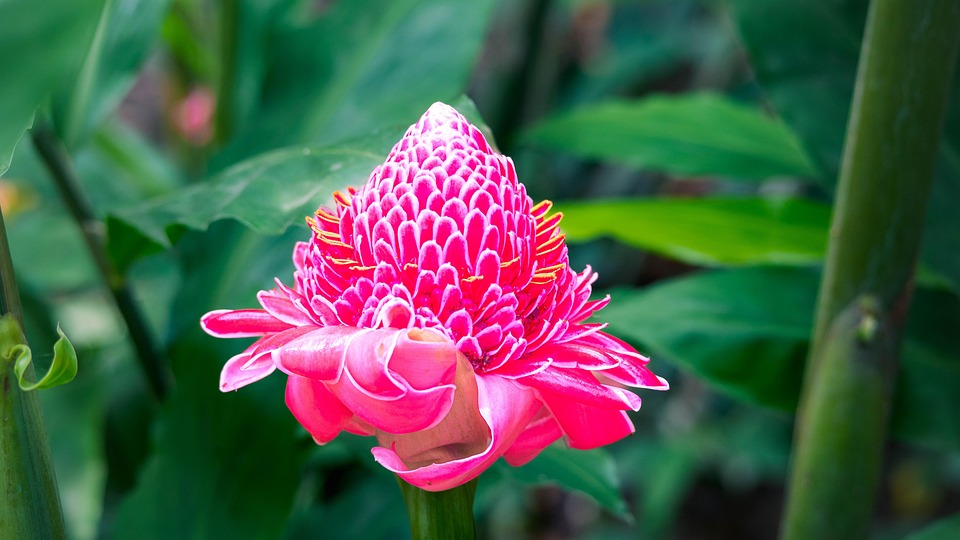 Flower Rosy Natural - Free photo on Pixabay - Pixabay