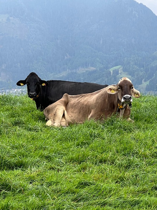 Farm Yard Vaches Agriculture - Photo gratuite sur Pixabay - Pixabay