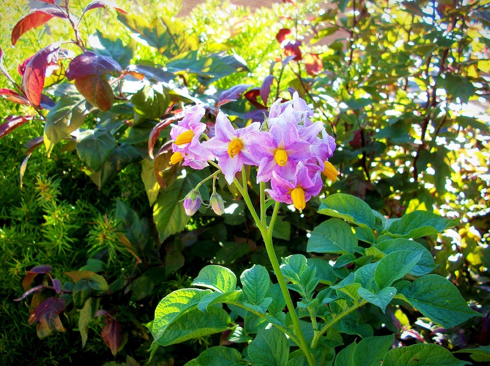 Potato Blossom Flour Flower - Free photo on Pixabay