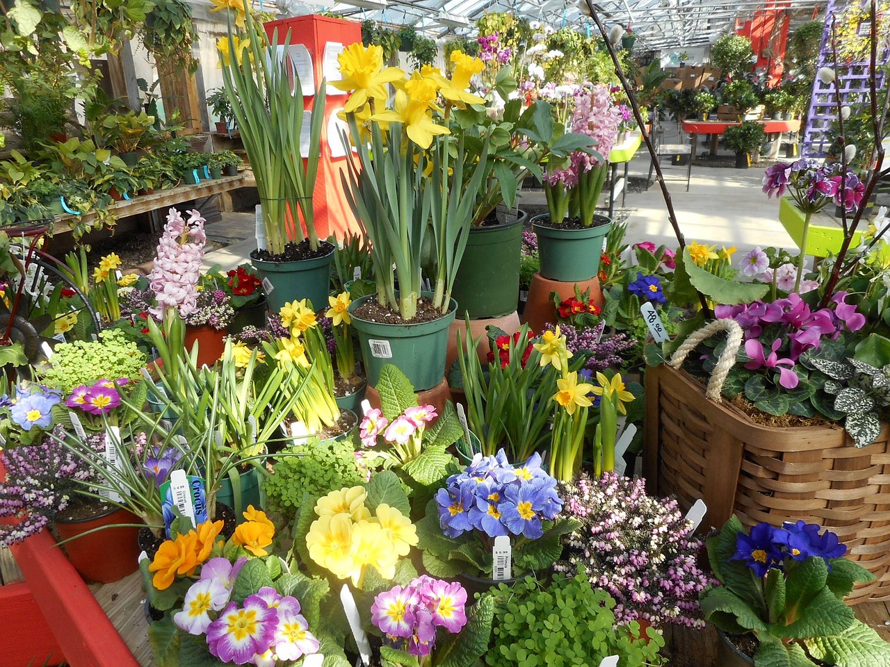 Spring Flowers Bloom - Free photo on Pixabay - Pixabay