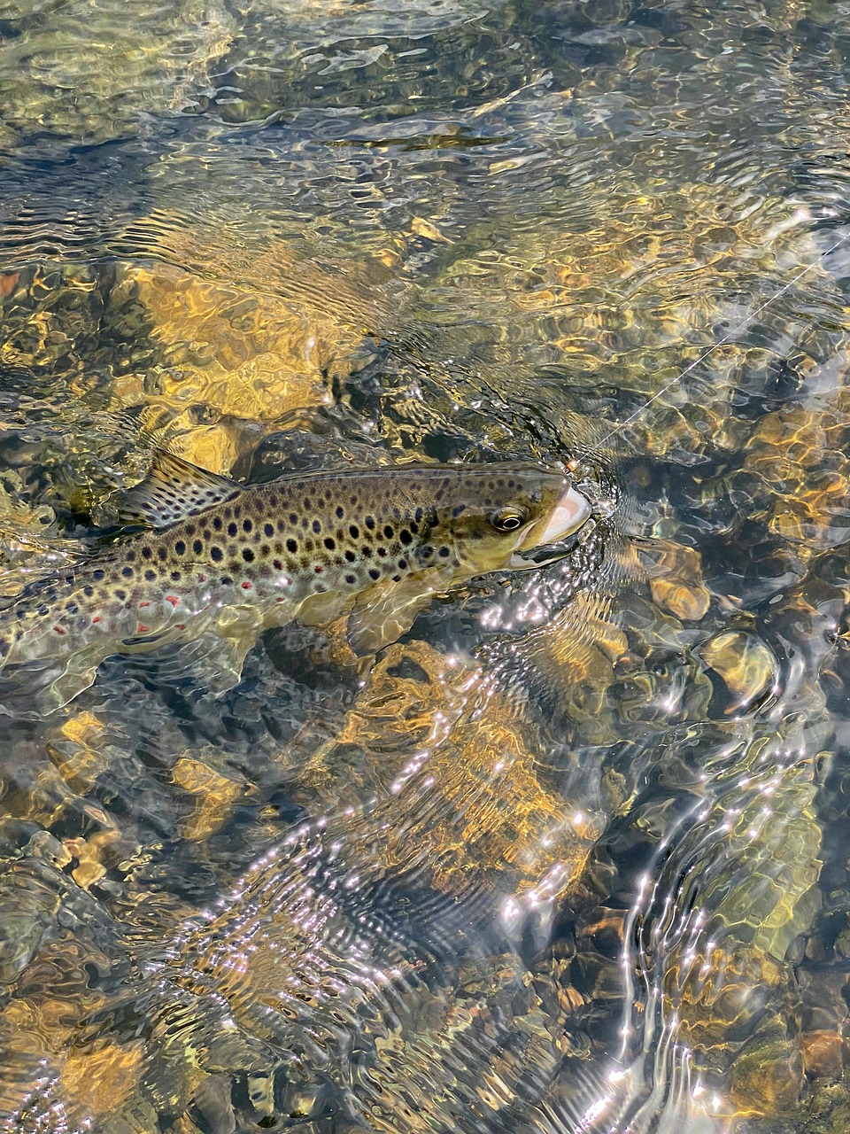 Trout Fish Balkan - Free photo on Pixabay - Pixabay