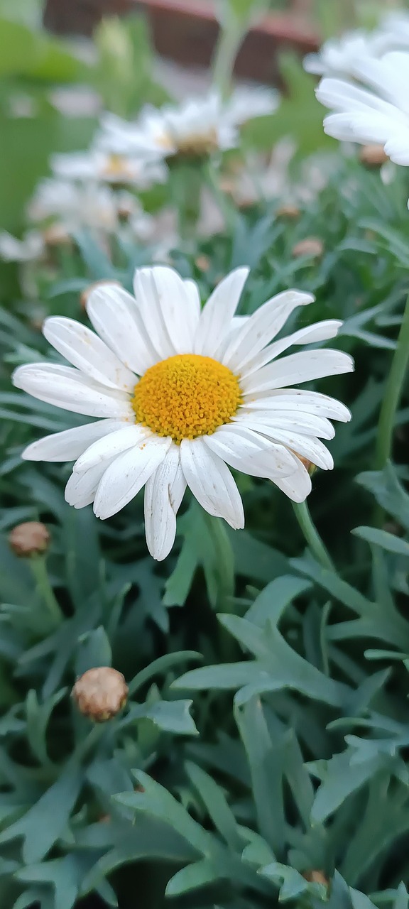 Blommor Natur Flora - Gratis foto på Pixabay