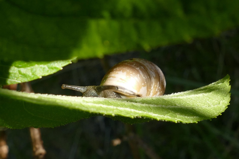 Snail Nature Close Up - Free photo on Pixabay - Pixabay