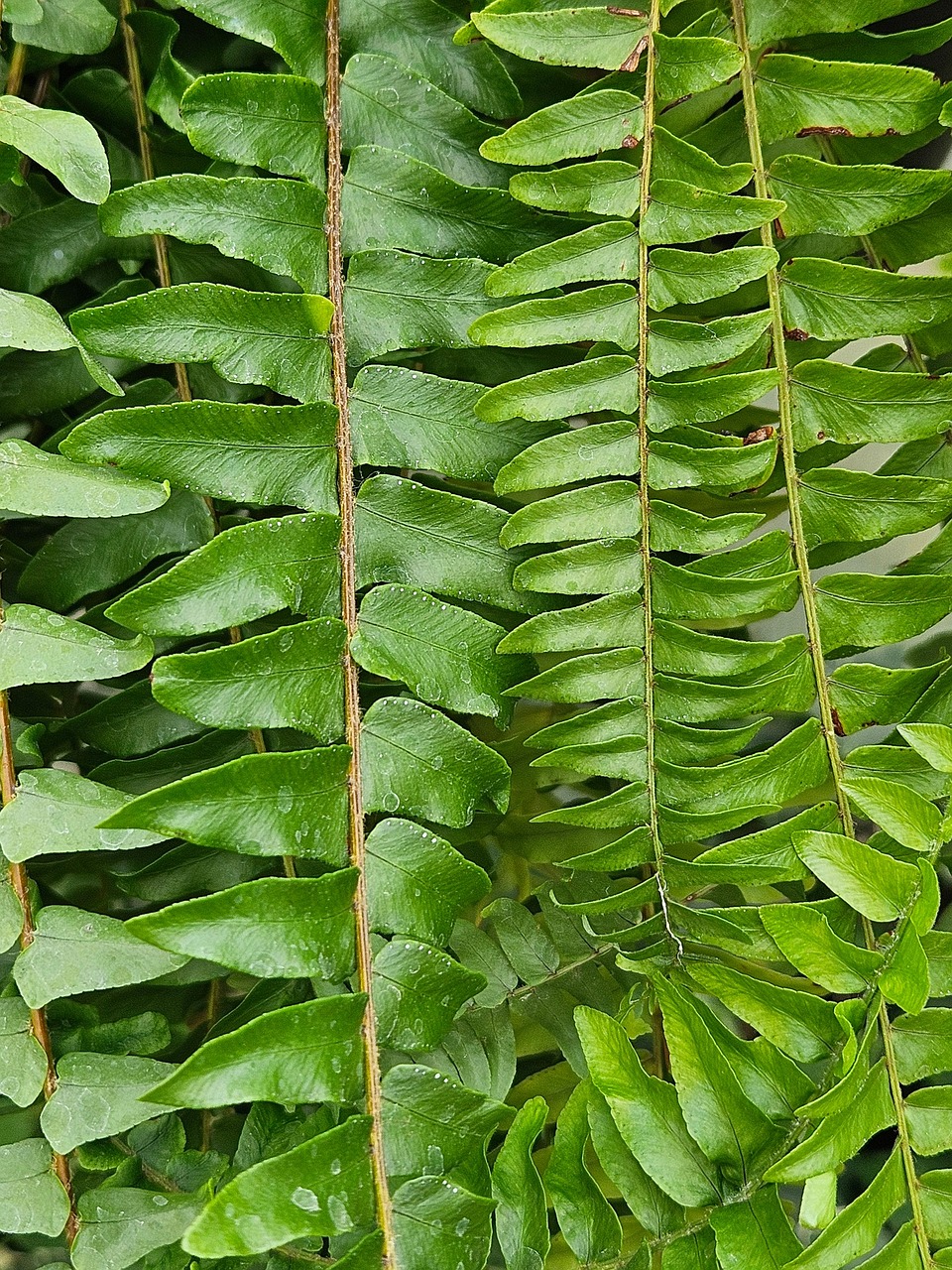 Samambaia Planta Natureza - Foto gratuita no Pixabay - Pixabay