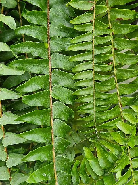 Samambaia Planta Natureza - Foto gratuita no Pixabay - Pixabay