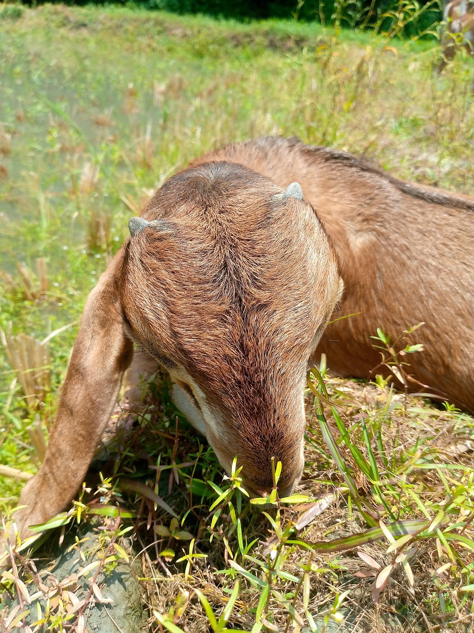 Chèvre Animal Cornes - Photo gratuite sur Pixabay - Pixabay
