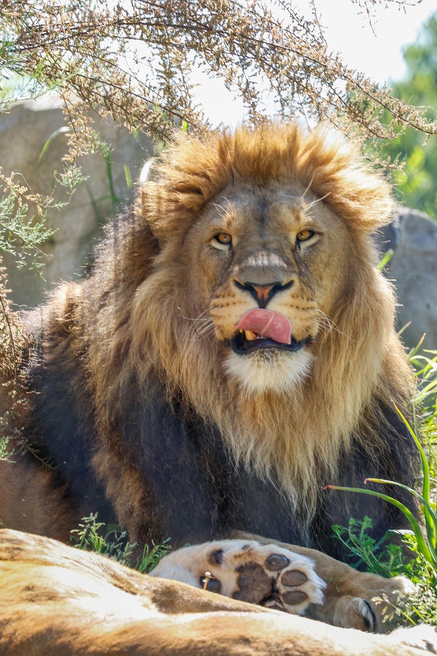 Lion Animal Mammifère Gros - Photo gratuite sur Pixabay - Pixabay