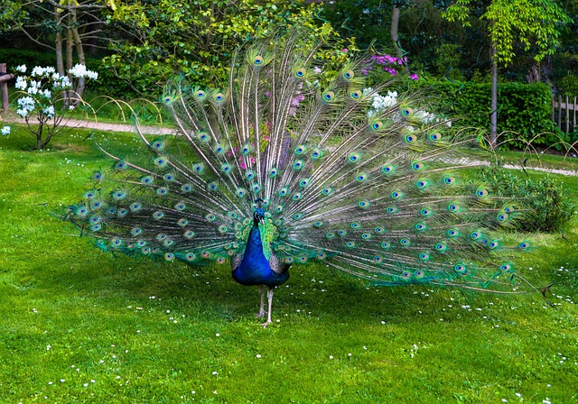 Paon Oiseau Nature - Photo gratuite sur Pixabay - Pixabay