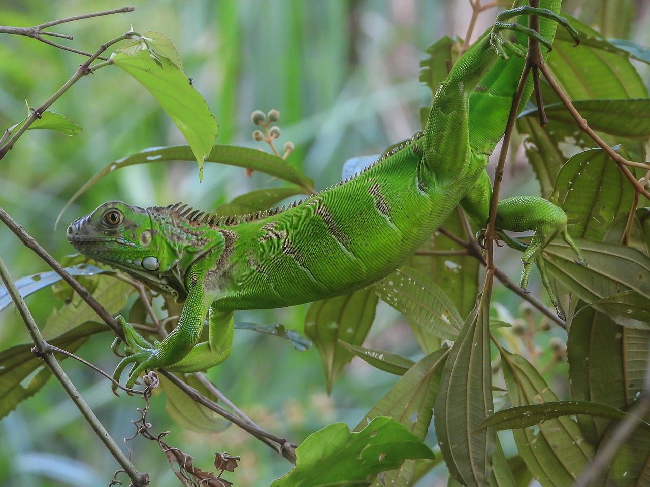 Reptile Basilisk Camouflage - Free photo on Pixabay - Pixabay