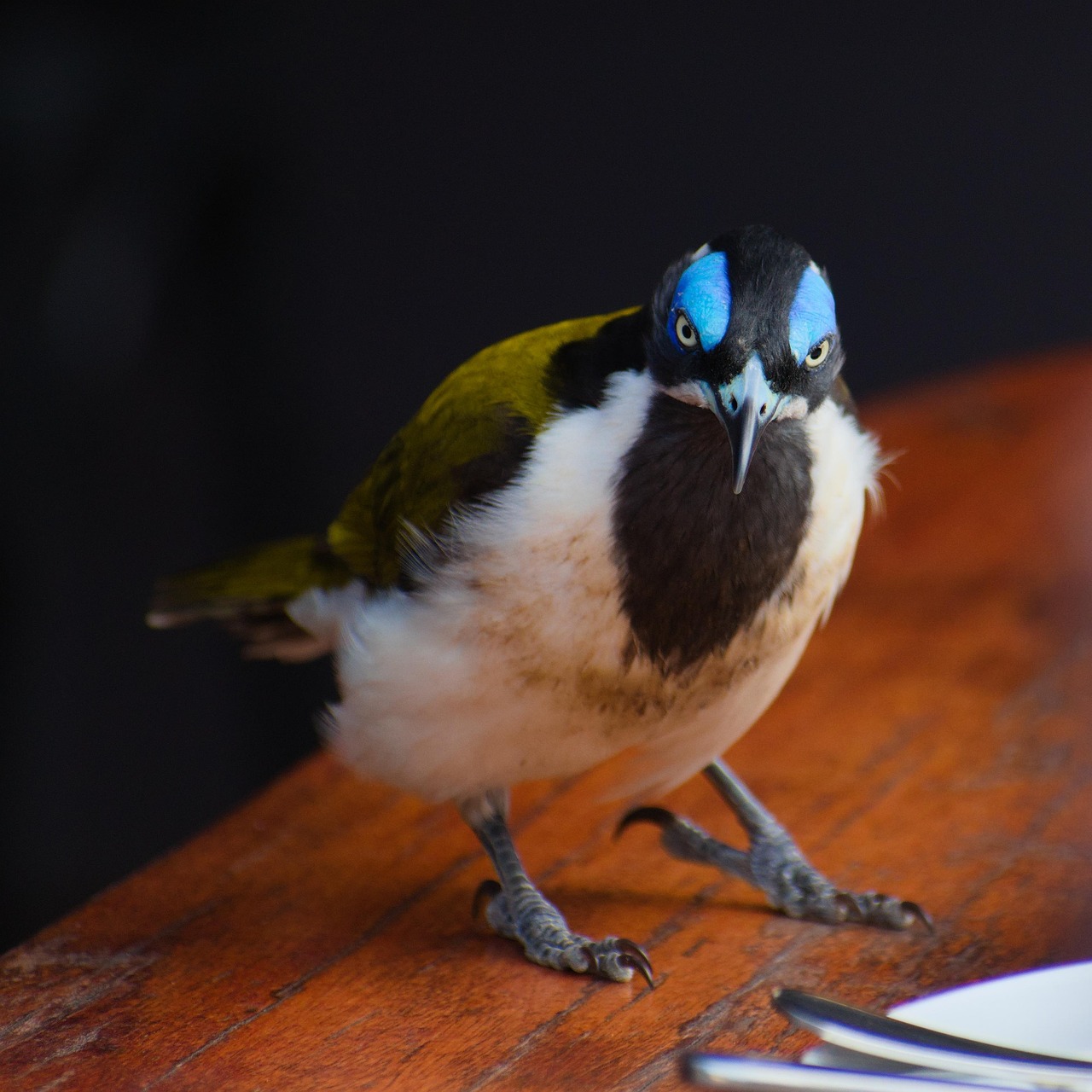 New Holland Honeyeater Bird - Free photo on Pixabay