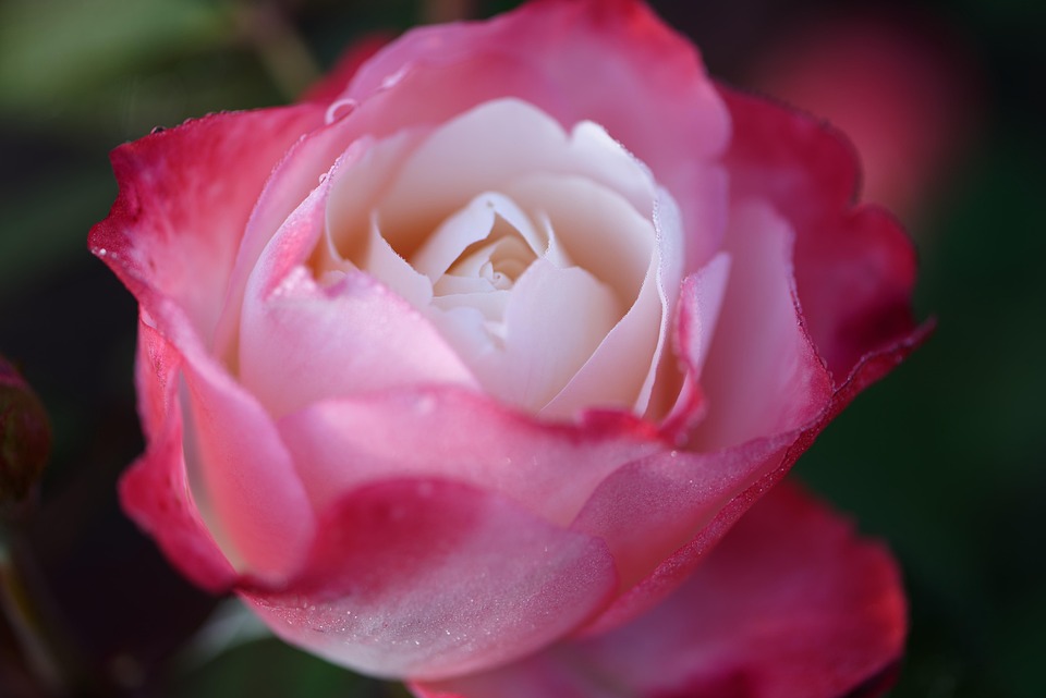 Rose Ensoleillé Floraison - Photo gratuite sur Pixabay - Pixabay