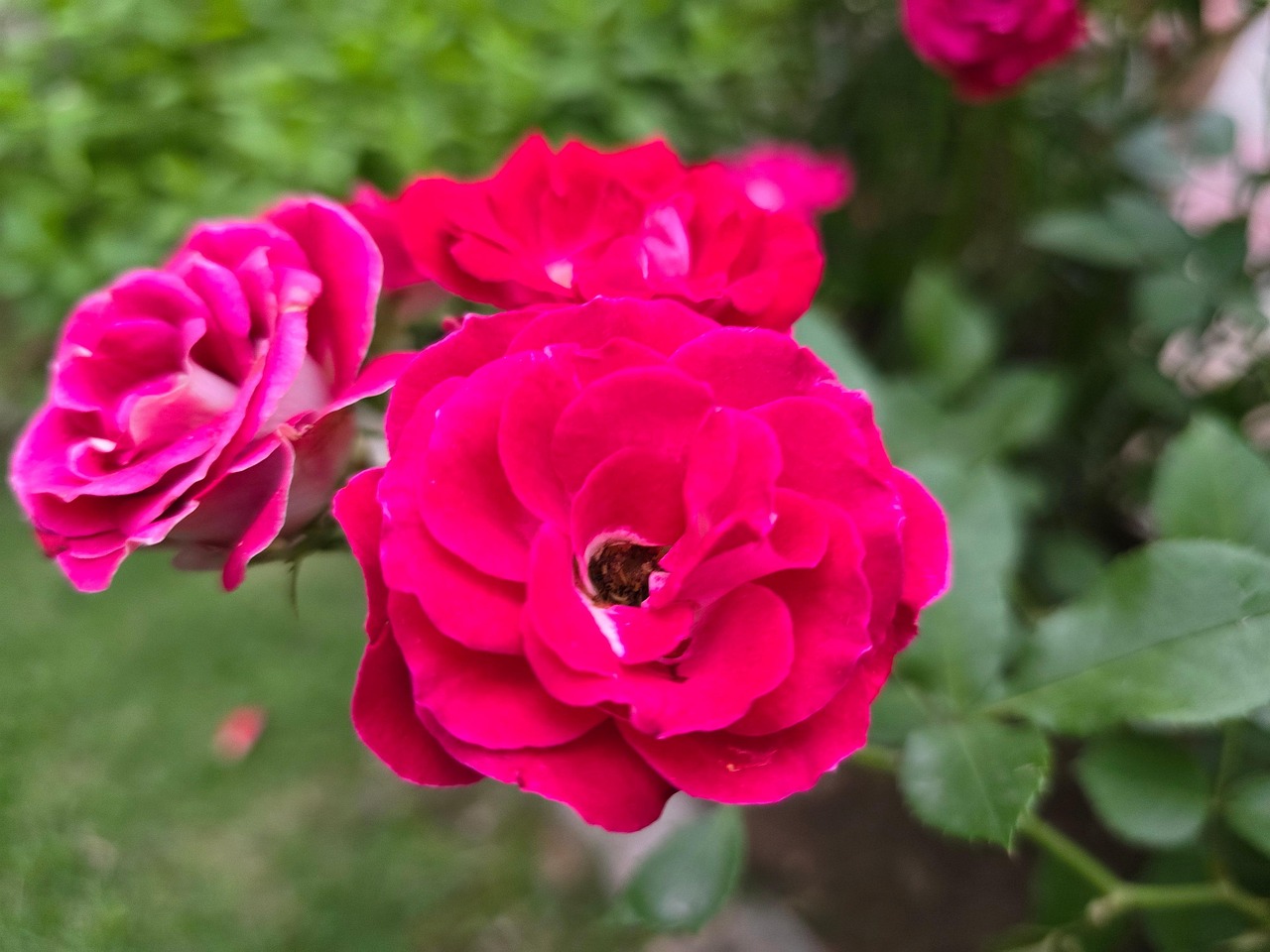 Red Nature Organic - Free photo on Pixabay - Pixabay