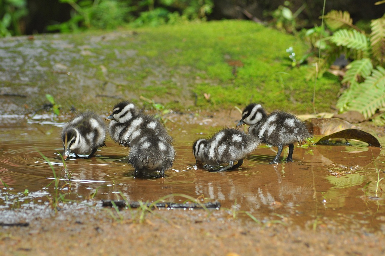 Patinhos Maior Pato Assobiando - Foto gratuita no Pixabay - Pixabay