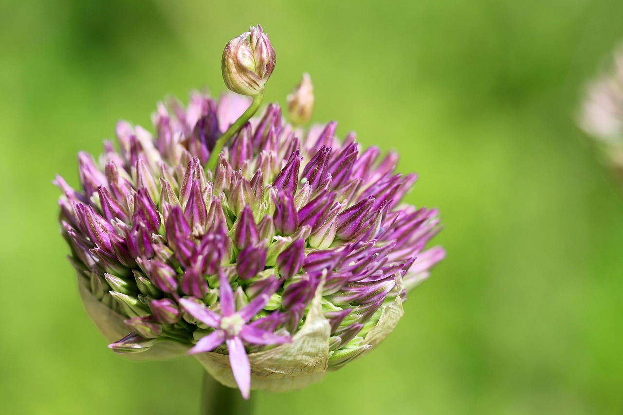 900+ Free Leek & Allium Images - Pixabay