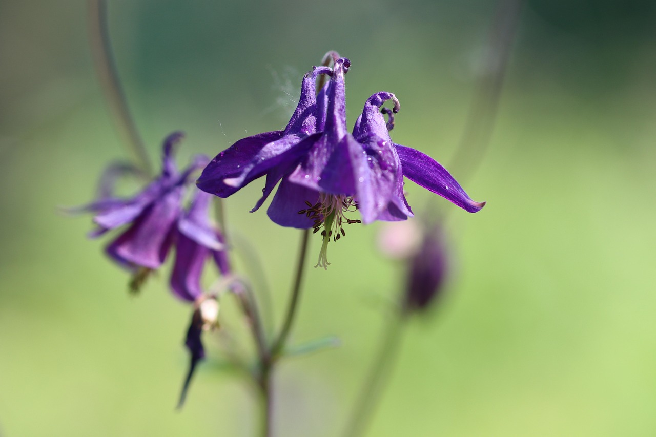 Columbia Nature Flower - Free photo on Pixabay - Pixabay