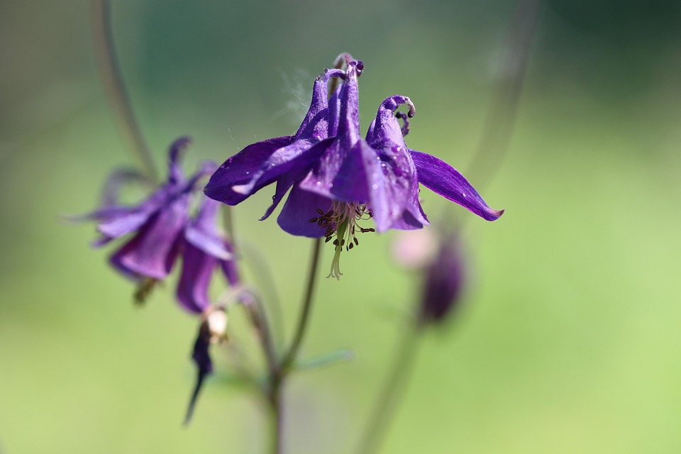 Columbia Nature Flower - Free photo on Pixabay - Pixabay