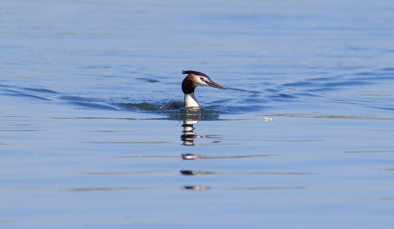 Bird Great Crested Grebe Aquatic - Free photo on Pixabay