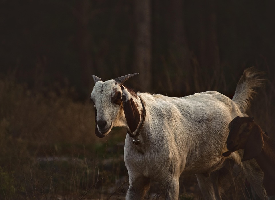 Goat Nature Animal - Free photo on Pixabay - Pixabay