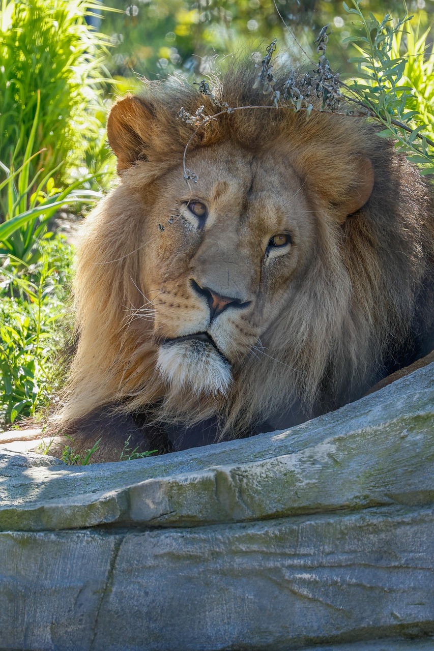 Lion Alam Hewan - Foto gratis di Pixabay - Pixabay